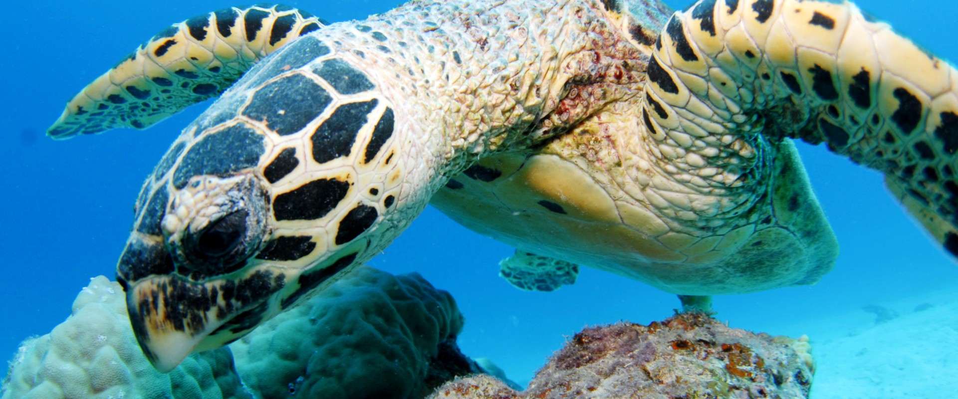 Σεϋχέλλες - Red Elephant - Exotic Travel Specialists